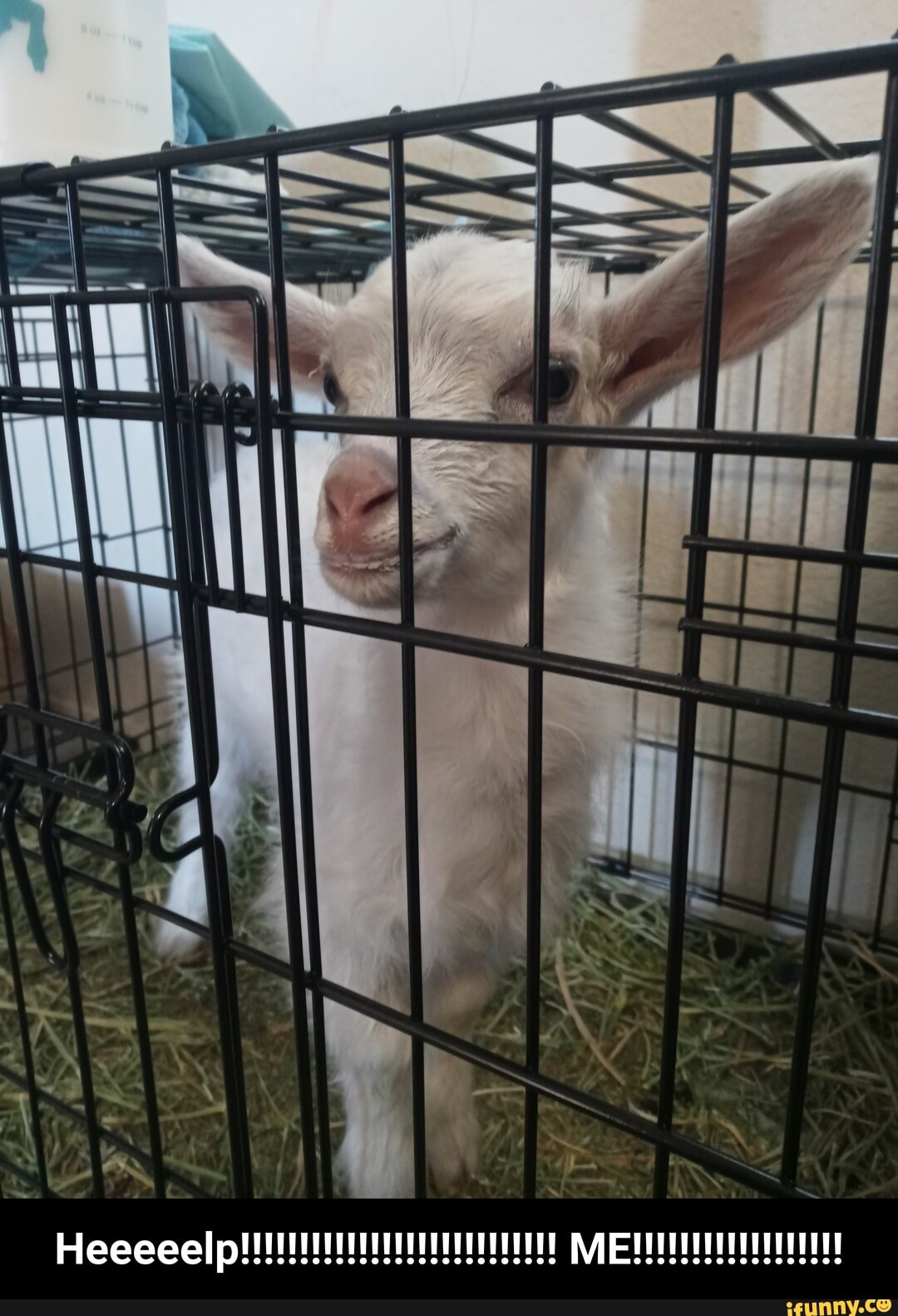 Heeeeelp memes. Best Collection of funny Heeeeelp pictures on iFunny