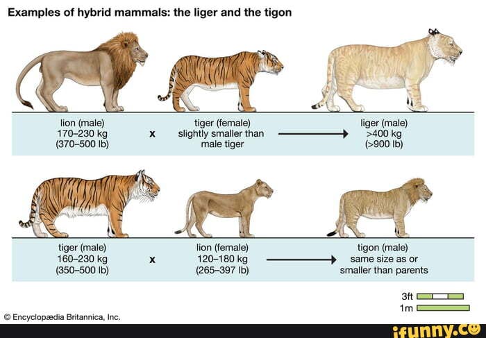 Tigon memes. Best Collection of funny Tigon pictures on iFunny