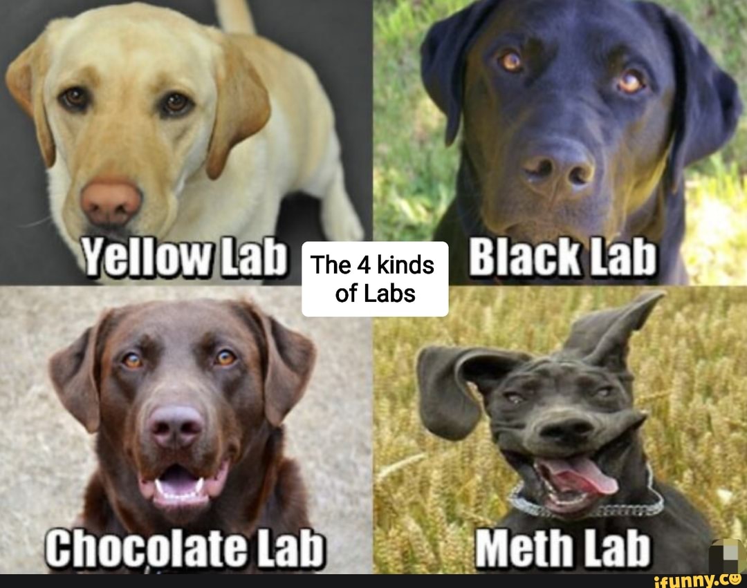 Chocolate Lab Yellow Lab Meme at Melissa Trexler blog