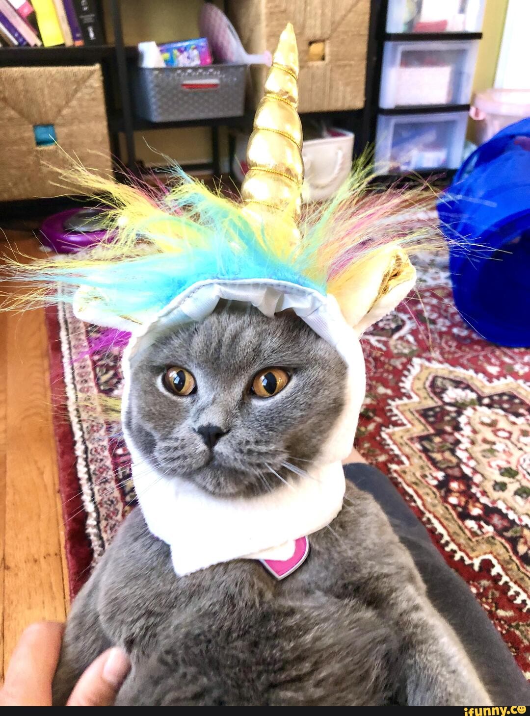 Unicat memes. Best Collection of funny Unicat pictures on iFunny