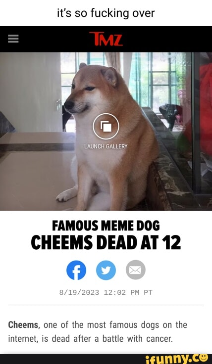 It's so fucking over GALLERY FAMOUS MEME DOG CHEEMS DEAD AT 12 00 PM PT ...