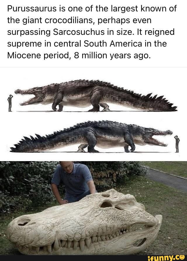 Purussaurus is one of the largest known of the giant crocodilians ...