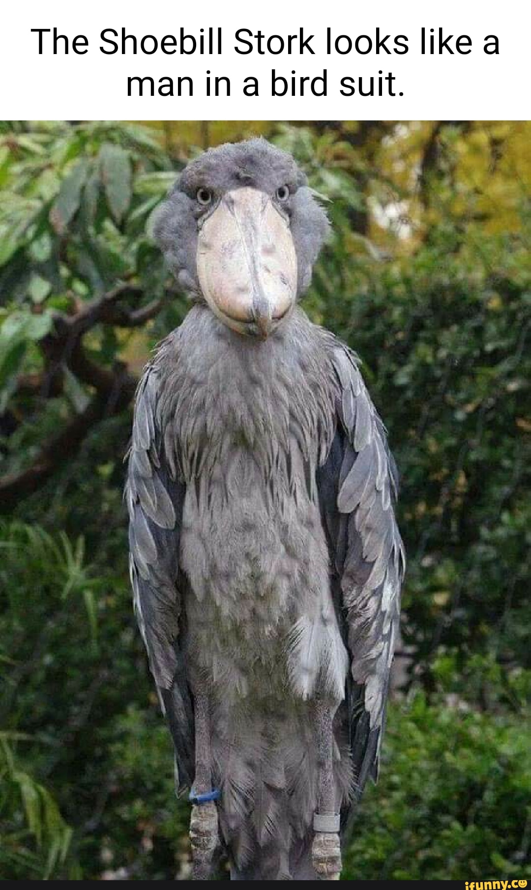 Shoebill memes. Best Collection of funny Shoebill pictures on iFunny