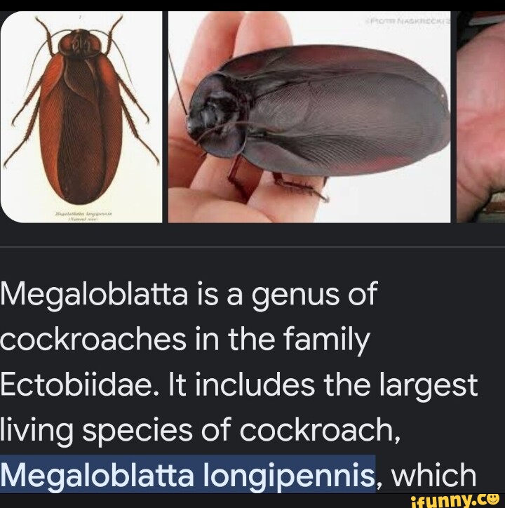Megaloblatta Longipennis
