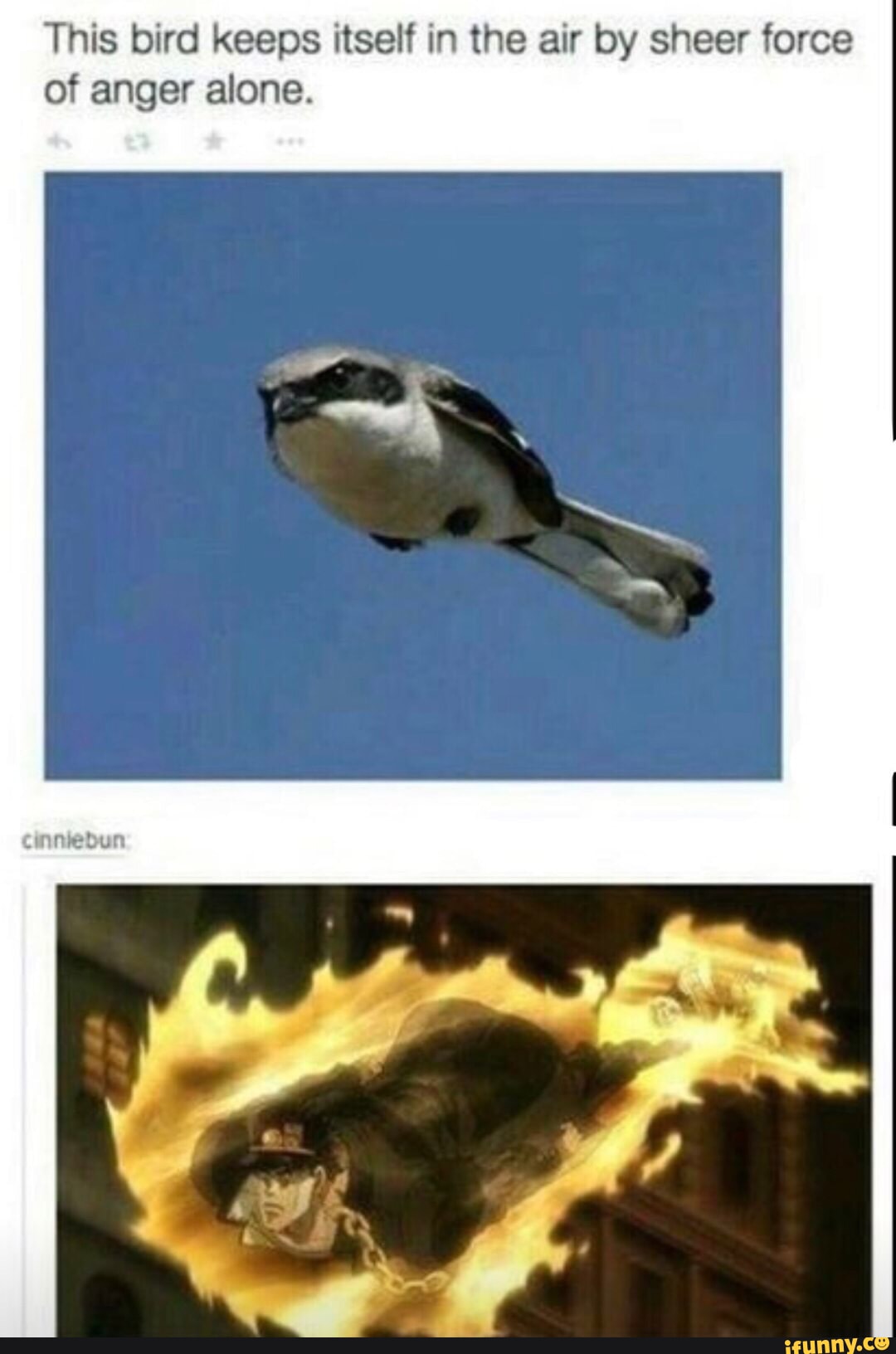 This bird keeps itself in the air by sheer force of anger alone. - iFunny
