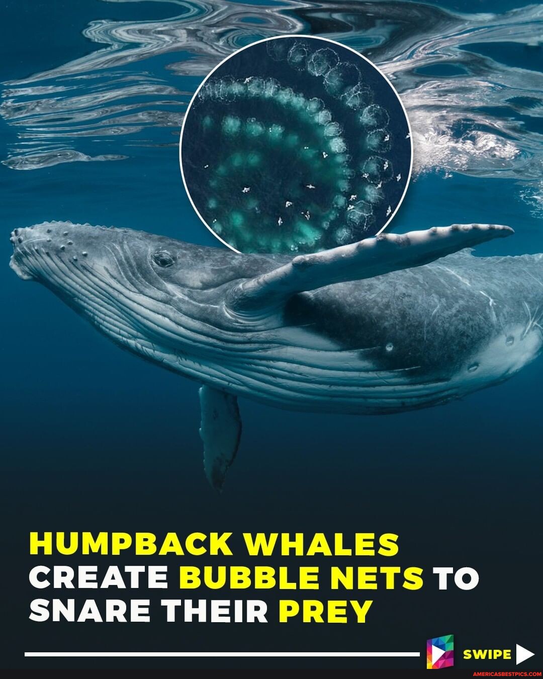 Humpback whales create ‘bubble nets’ to snare their prey, sometimes ...