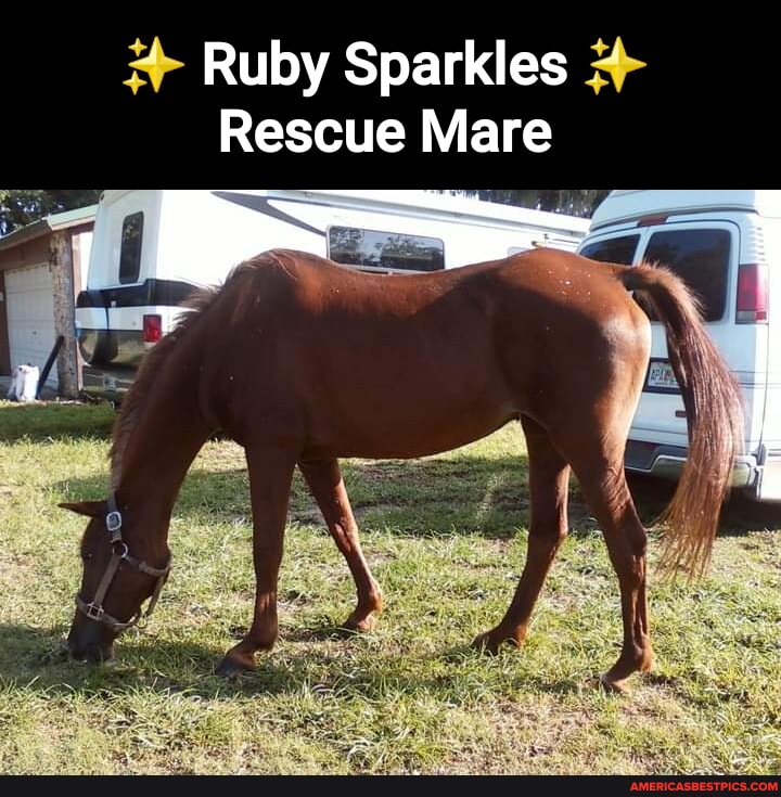 Ruby Sparkles Rescue Mare - America’s best pics and videos