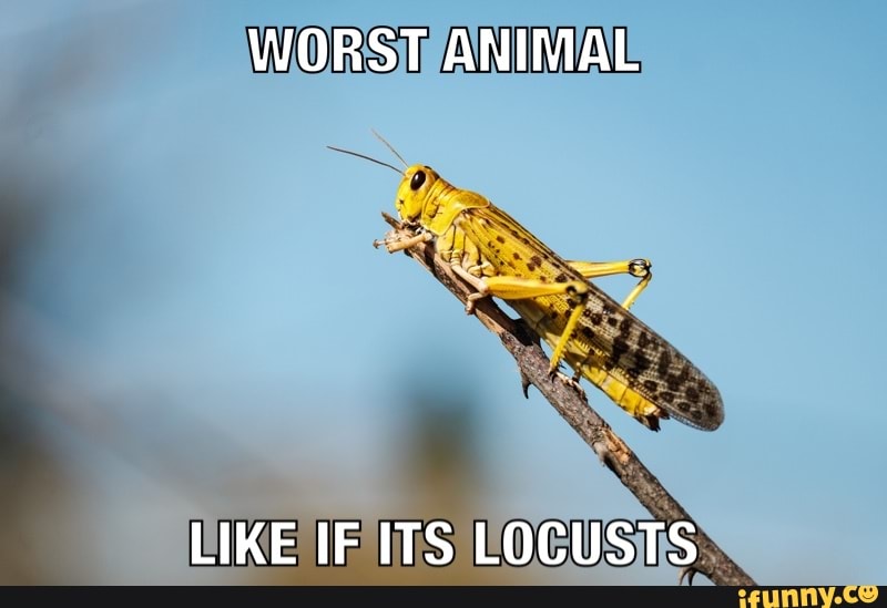 Locusts memes. Best Collection of funny Locusts pictures on iFunny