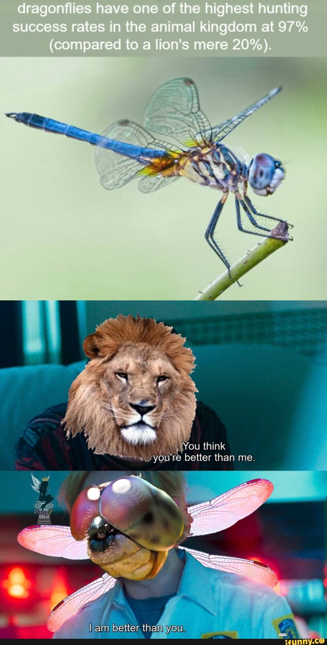 Dragonflies have one of the highest hunting success rates in the animal ...