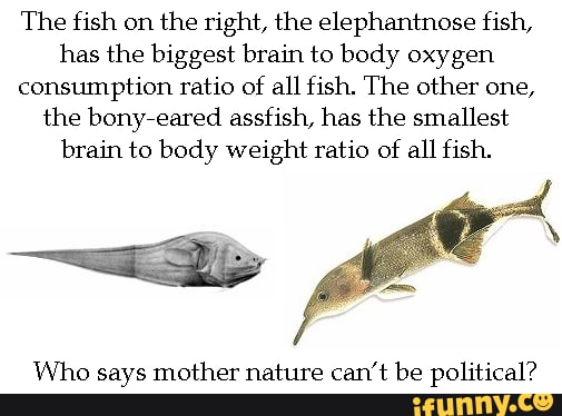 Assfish memes. Best Collection of funny Assfish pictures on iFunny