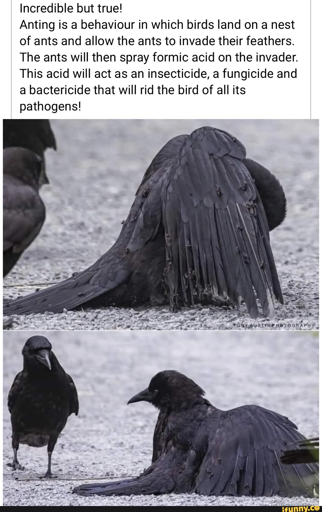 Insecticide memes. Best Collection of funny Insecticide pictures on iFunny