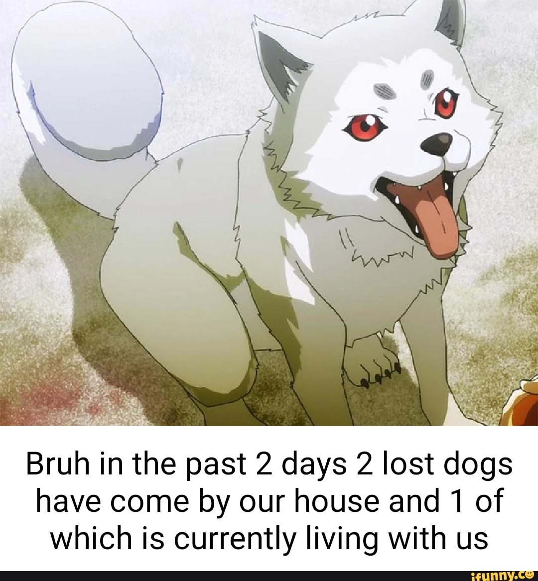 Bruh in the past 2 days 2 lost dogs have come by our house and 1 of ...