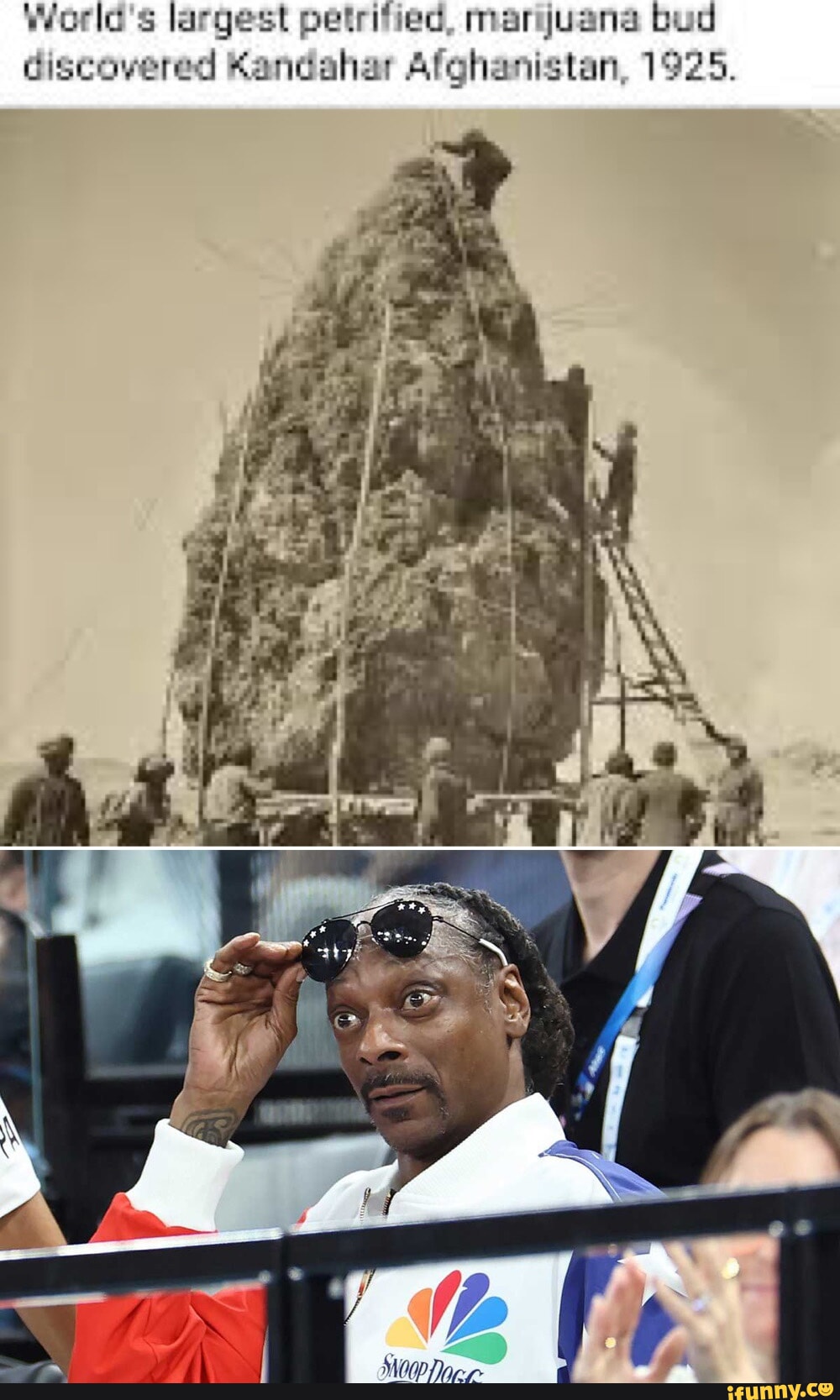 World's largest petrified, marijuana bud discovered Kandahar ...