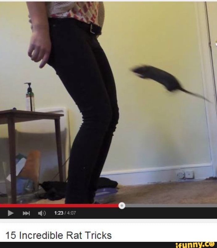15 Incredible Rat Tricks - iFunny