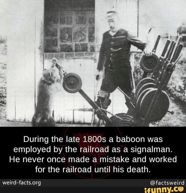 Baboon memes. Best Collection of funny Baboon pictures on iFunny