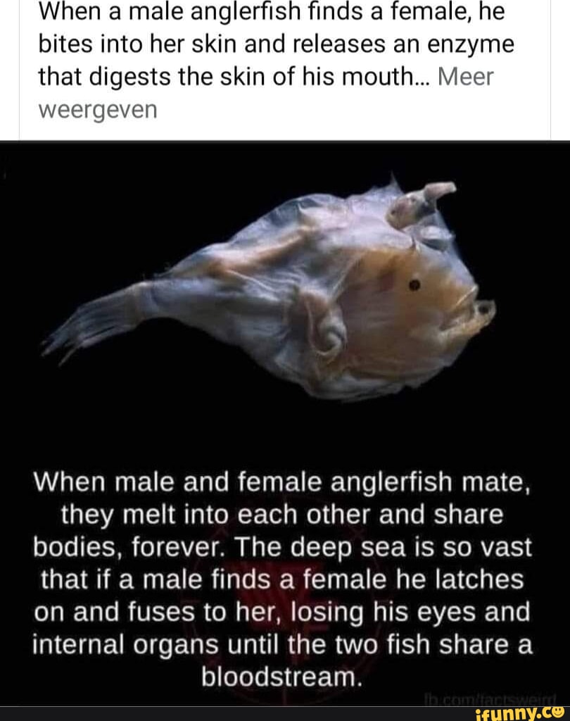 When a male anglerfish finds a female, he bites into her skin and ...