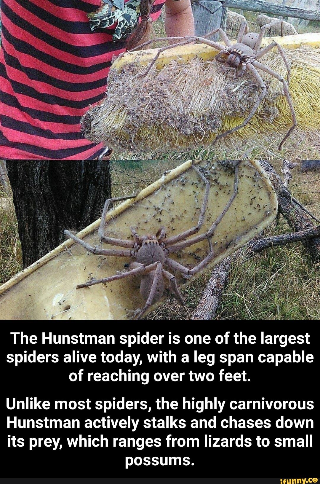 The Hunstman spider is one of the largest spiders alive today, with a ...