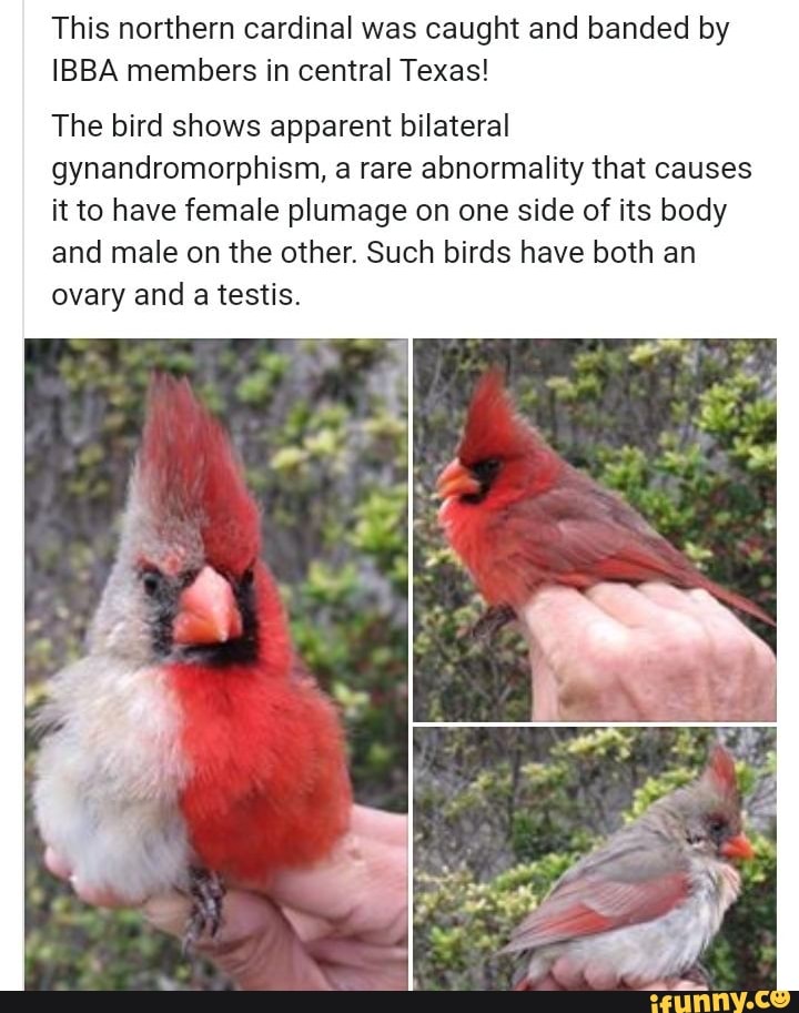 This northern cardinal was caught and banded by IBBA members in central ...
