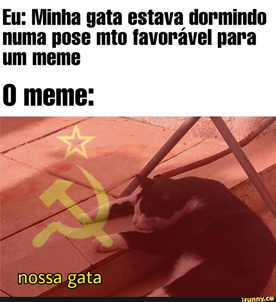 Eu: Minha gata estava dormindo numa pose mto favorável para um meme ...