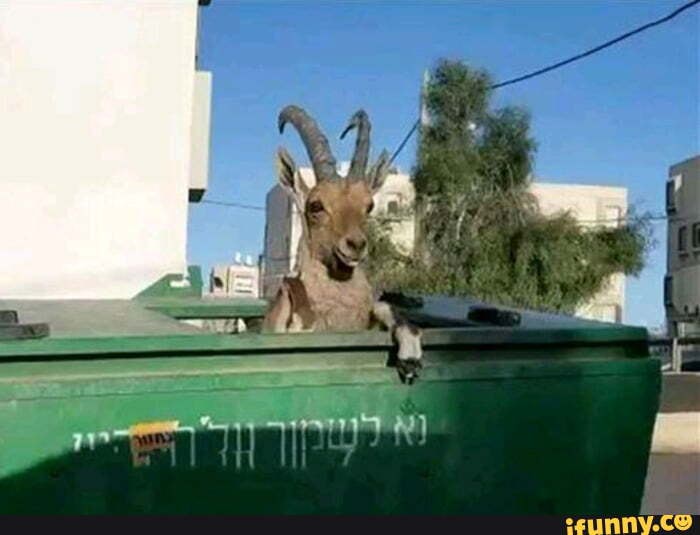 Ibex memes. Best Collection of funny Ibex pictures on iFunny