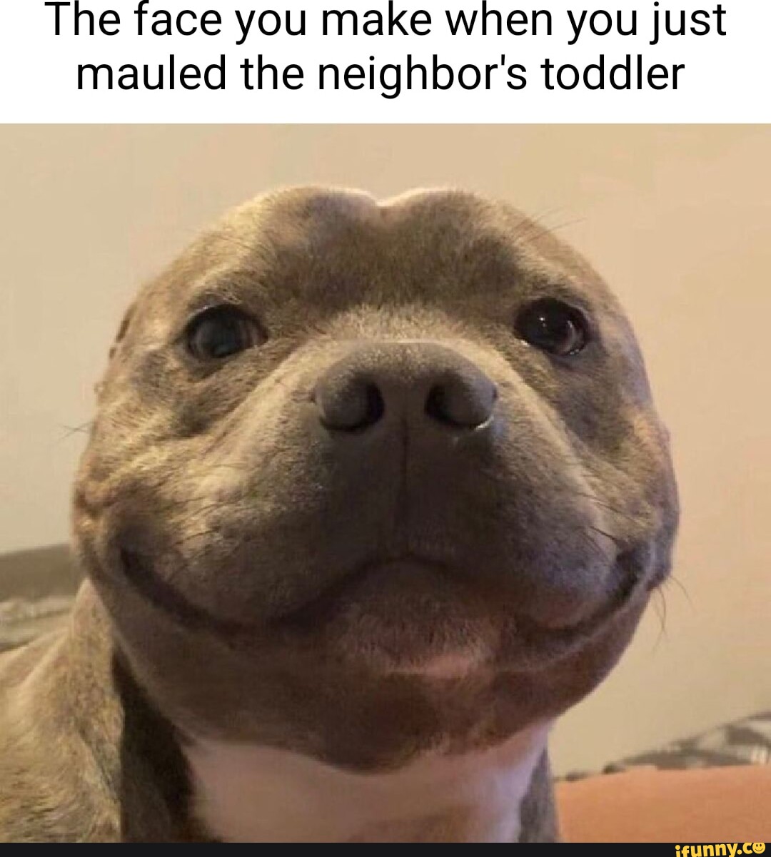 The face you make when you just mauled the neighbor's toddler - iFunny