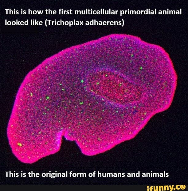 This is how the first multicellular primordial animal looked like ...
