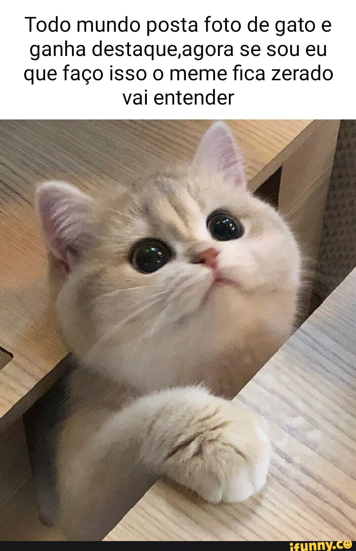 Todo mundo posta foto de gato ganha destaque agora se sou eu que faço ...