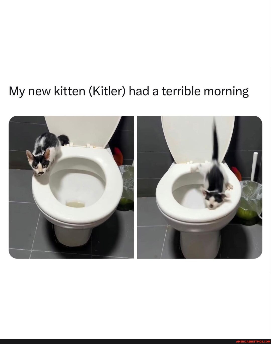 Kitler has fallen memes explore funny - My new kitten (Kitler) had a ...