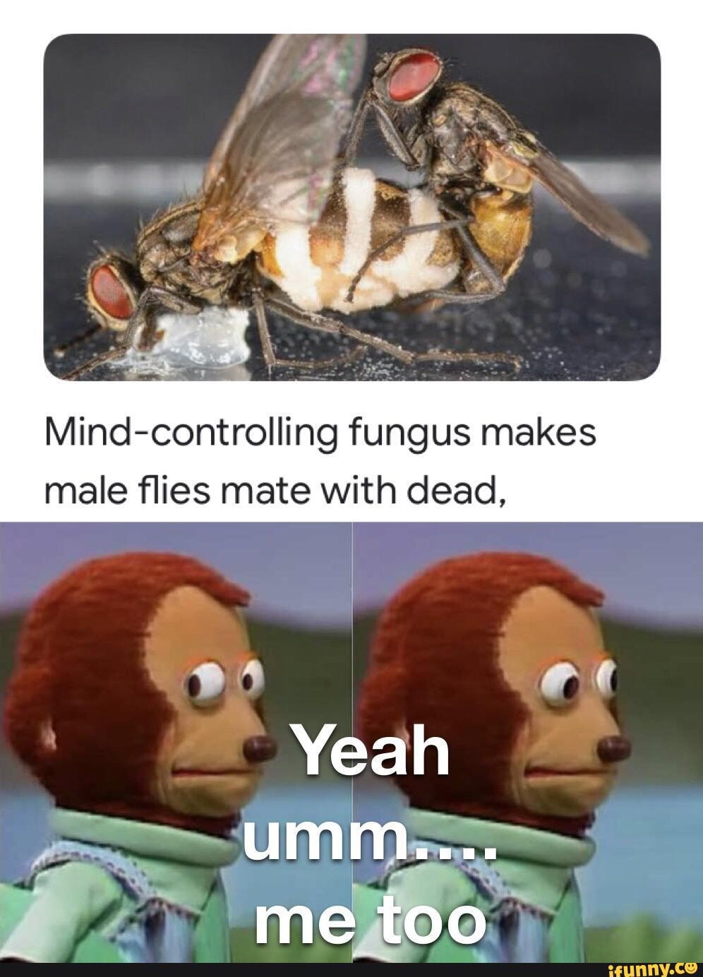 Mind-controlling fungus makes male flies mate with dead, Yeah umm ...