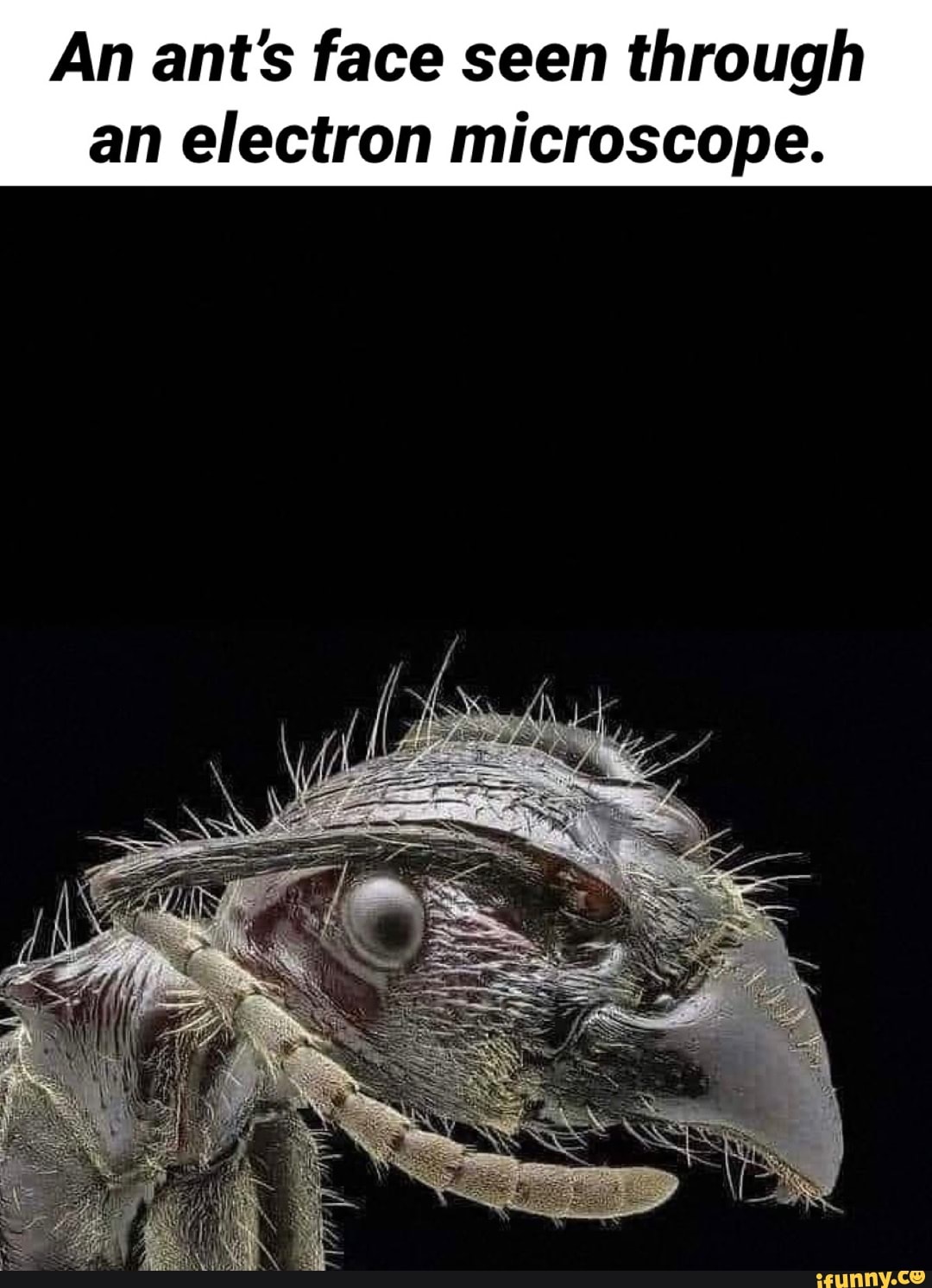 An ant's face seen through an electron microscope. - iFunny