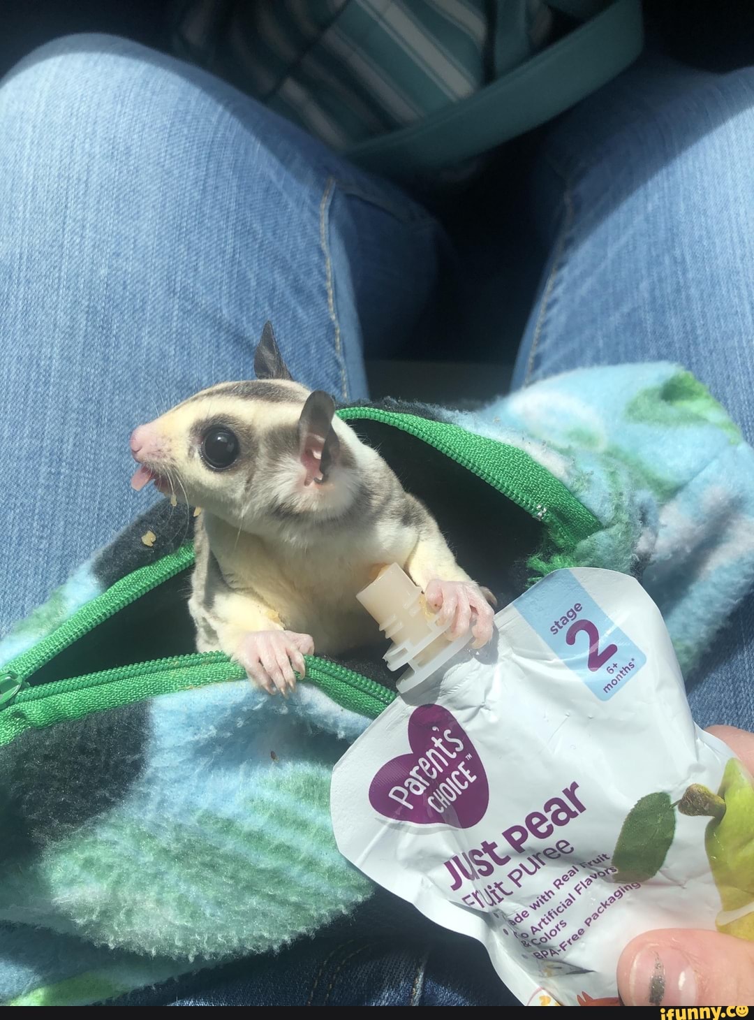 Sugar_glider memes. Best Collection of funny Sugar_glider pictures on ...