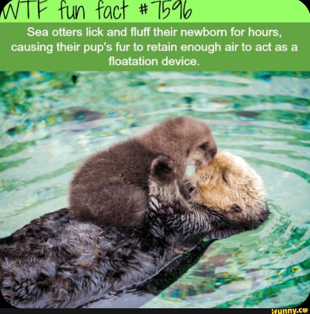 Floatation memes. Best Collection of funny Floatation pictures on iFunny