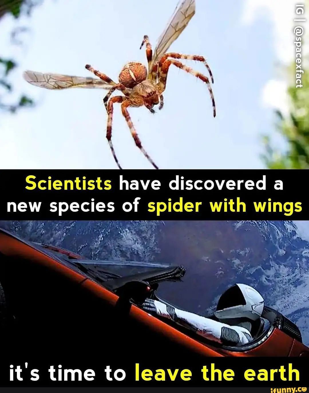 Scientists have discovered a new species of spider with wings ST it's ...