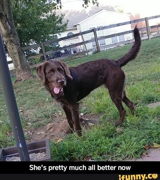 Labradoodles memes. Best Collection of funny Labradoodles pictures on ...