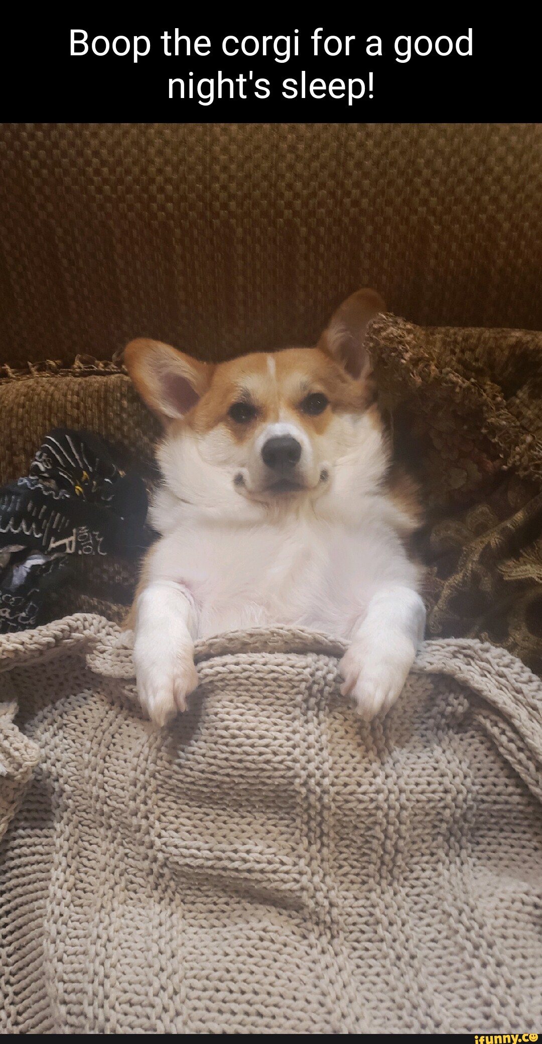 Boop the corgi for a good night's sleep! ref - iFunny