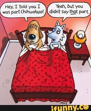 Hey, I told you I Yeah, but you was part Chihuahua! didrit say that ...