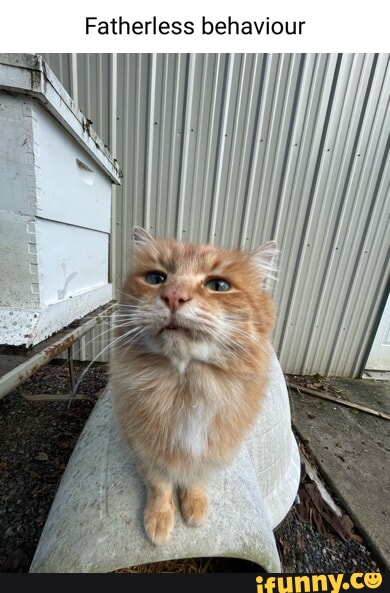 Fatherless memes. Best Collection of funny Fatherless pictures on iFunny