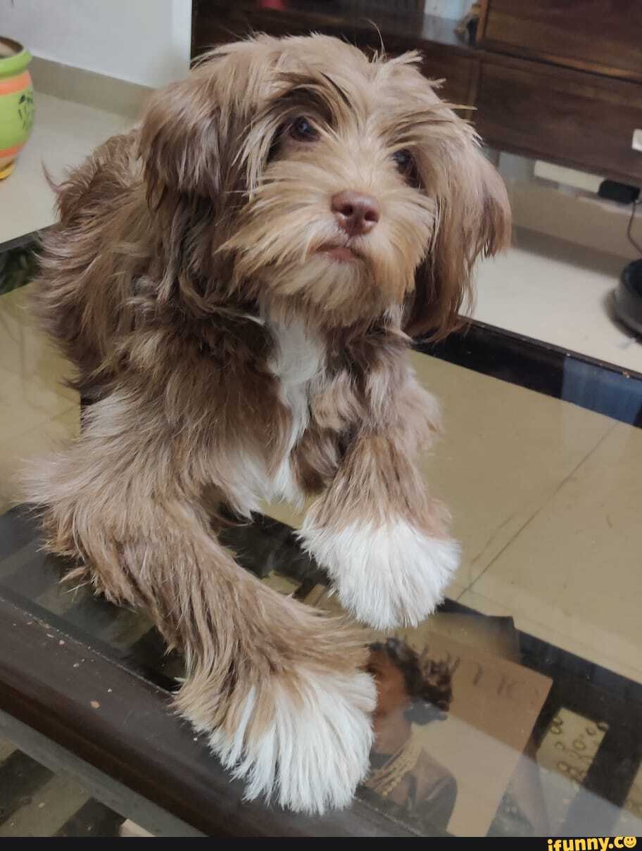 Piku memes. Best Collection of funny Piku pictures on iFunny