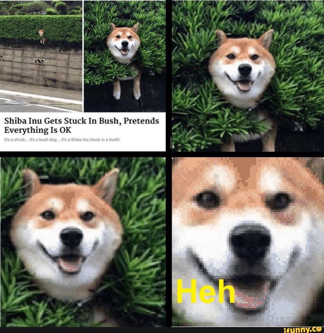 Shiba Inu Gets Stuck In Bush, Pretends - iFunny