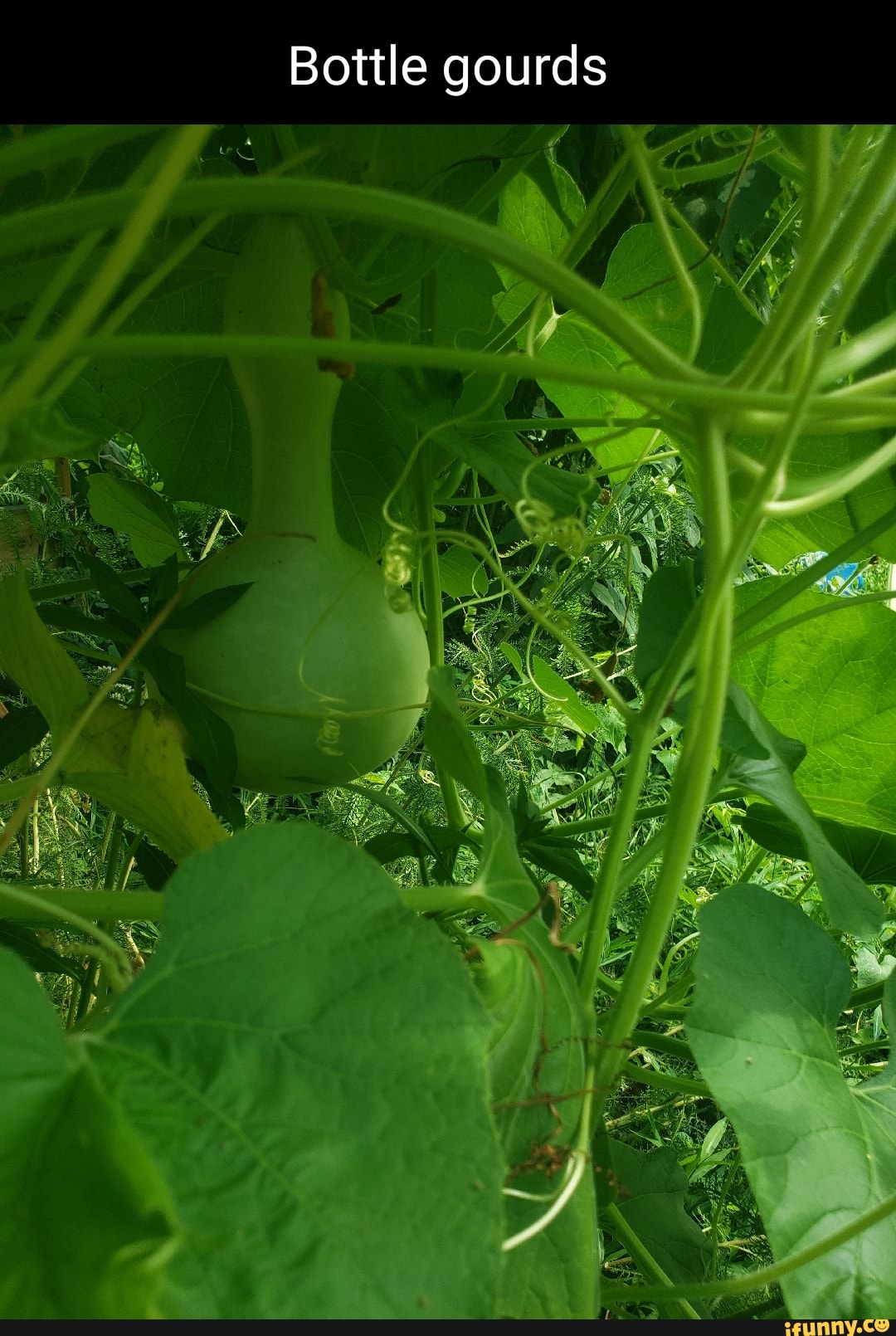 Gourds memes. Best Collection of funny Gourds pictures on iFunny