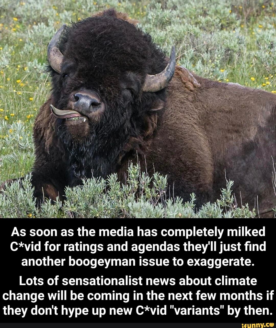 Bisonposting memes. Best Collection of funny Bisonposting pictures on ...
