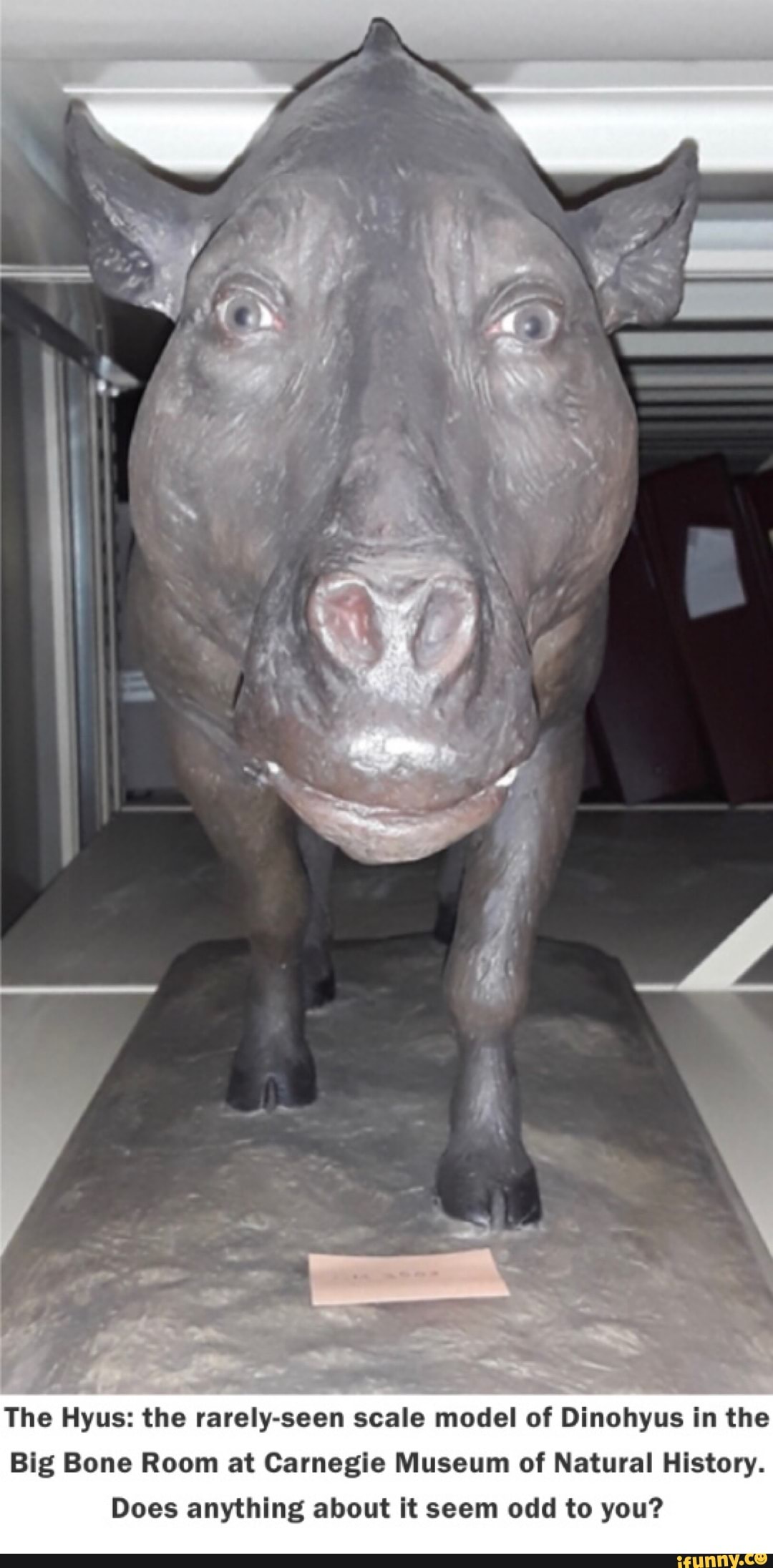 Dinohyus memes. Best Collection of funny Dinohyus pictures on iFunny