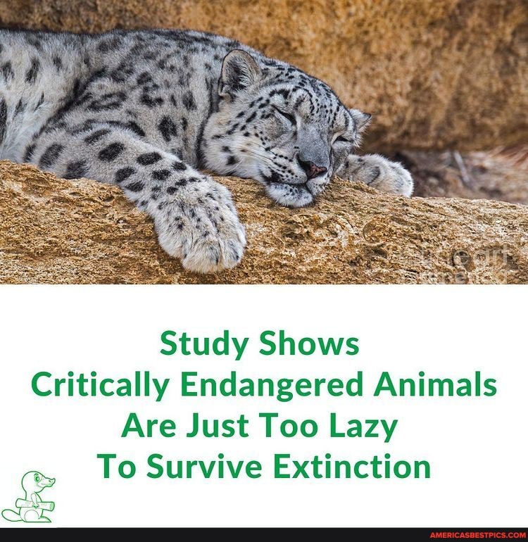 Study Shows Critically Endangered Animals Are Just Too Lazy To Survive ... Study Shows Critically Endangered Animals Are Just Too Lazy To Survive ...