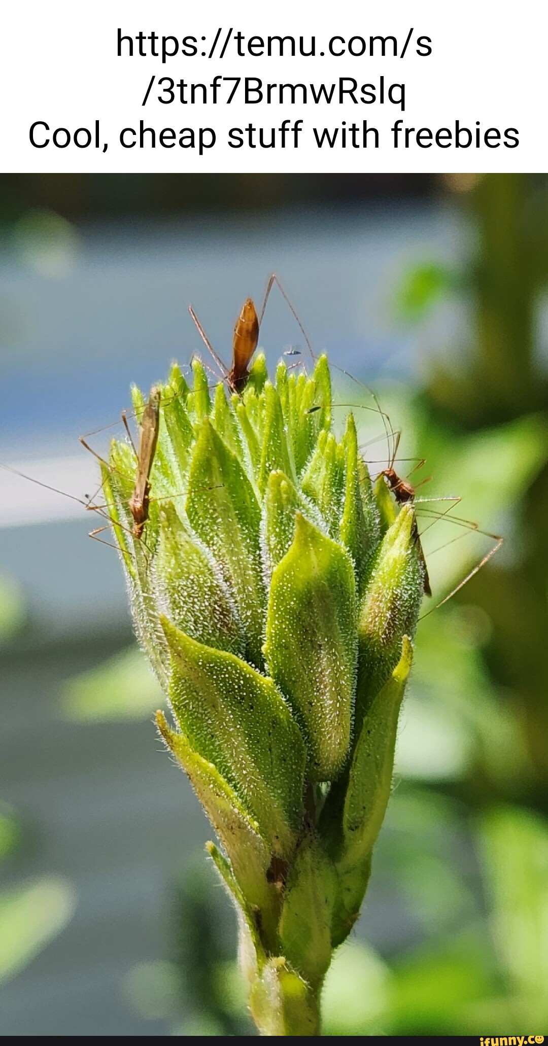 Freebies memes. Best Collection of funny Freebies pictures on iFunny