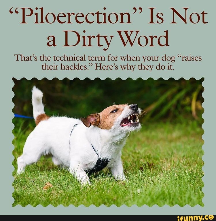 ""Piloerection" Is Not a Dirty Word That's the technical term for when ...
