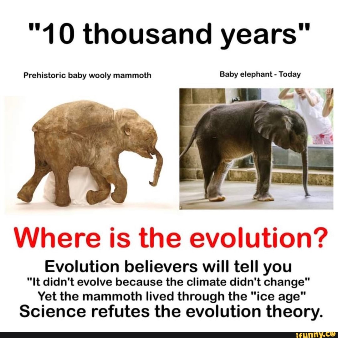 "10 thousand years" Prehistoric baby wooly mammoth Baby elephant ...