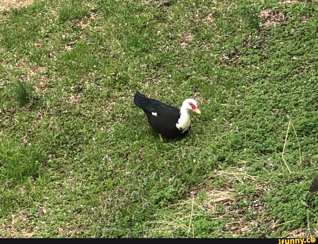 Turducken memes. Best Collection of funny Turducken pictures on iFunny