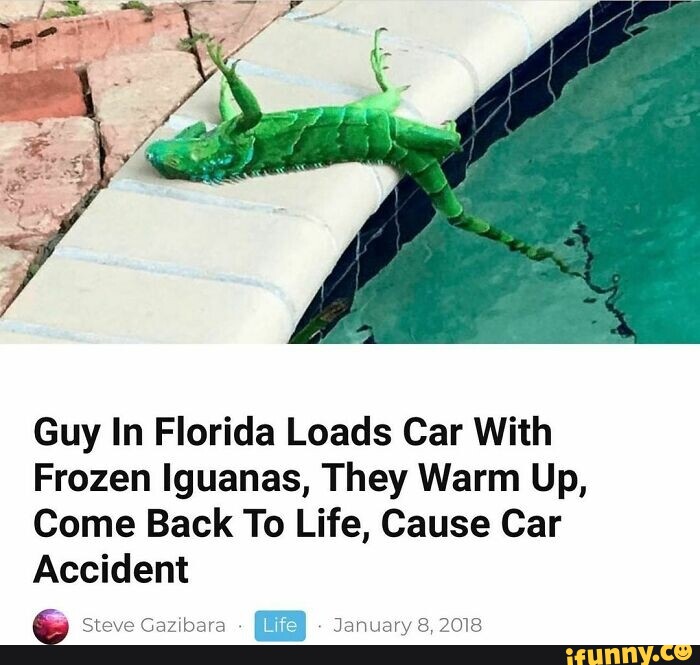 Guy In Florida Loads Car With Frozen Iguanas, They Warm Up, Come Back ...