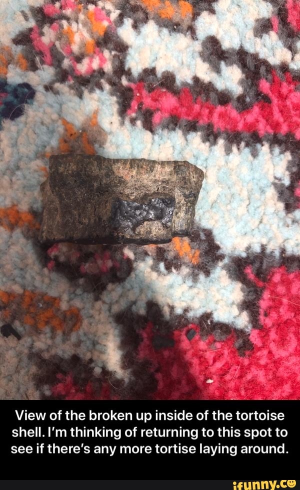 View of the broken up inside of the tortoise shell. I'm thinking of ...