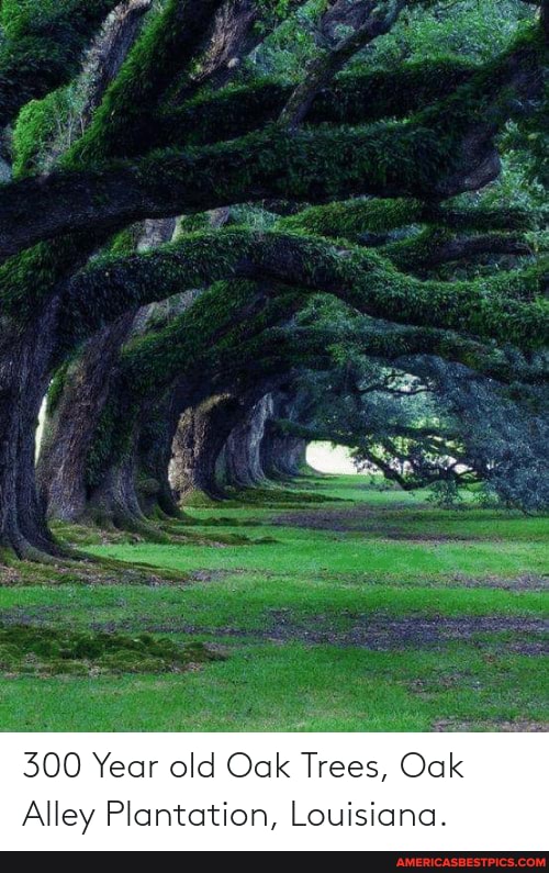 300 Year old Oak Trees, Oak Alley Plantation, Louisiana. - 300 Year old ...